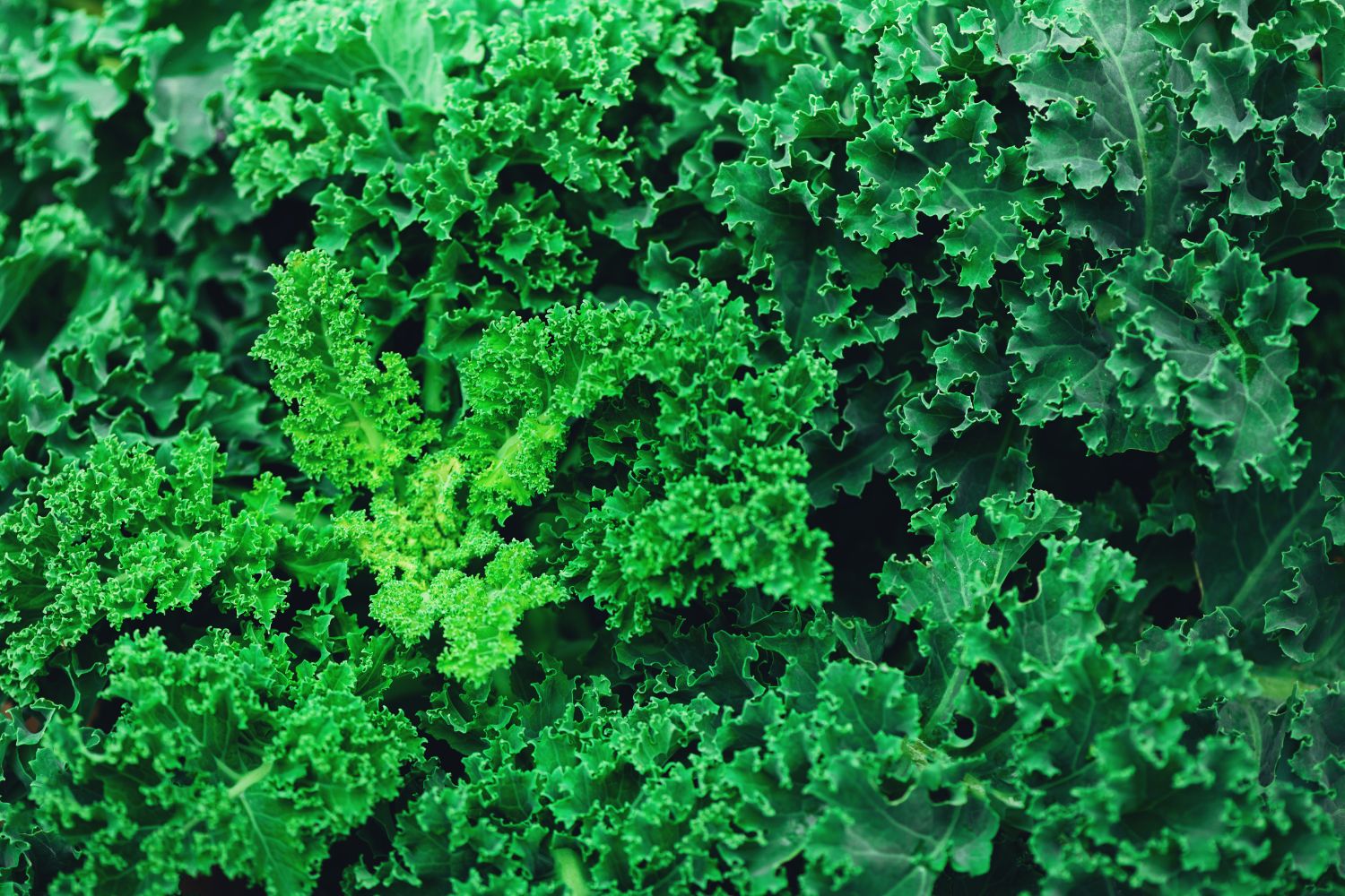 Kale - Guide des Aliments de A à Z - France Minéraux