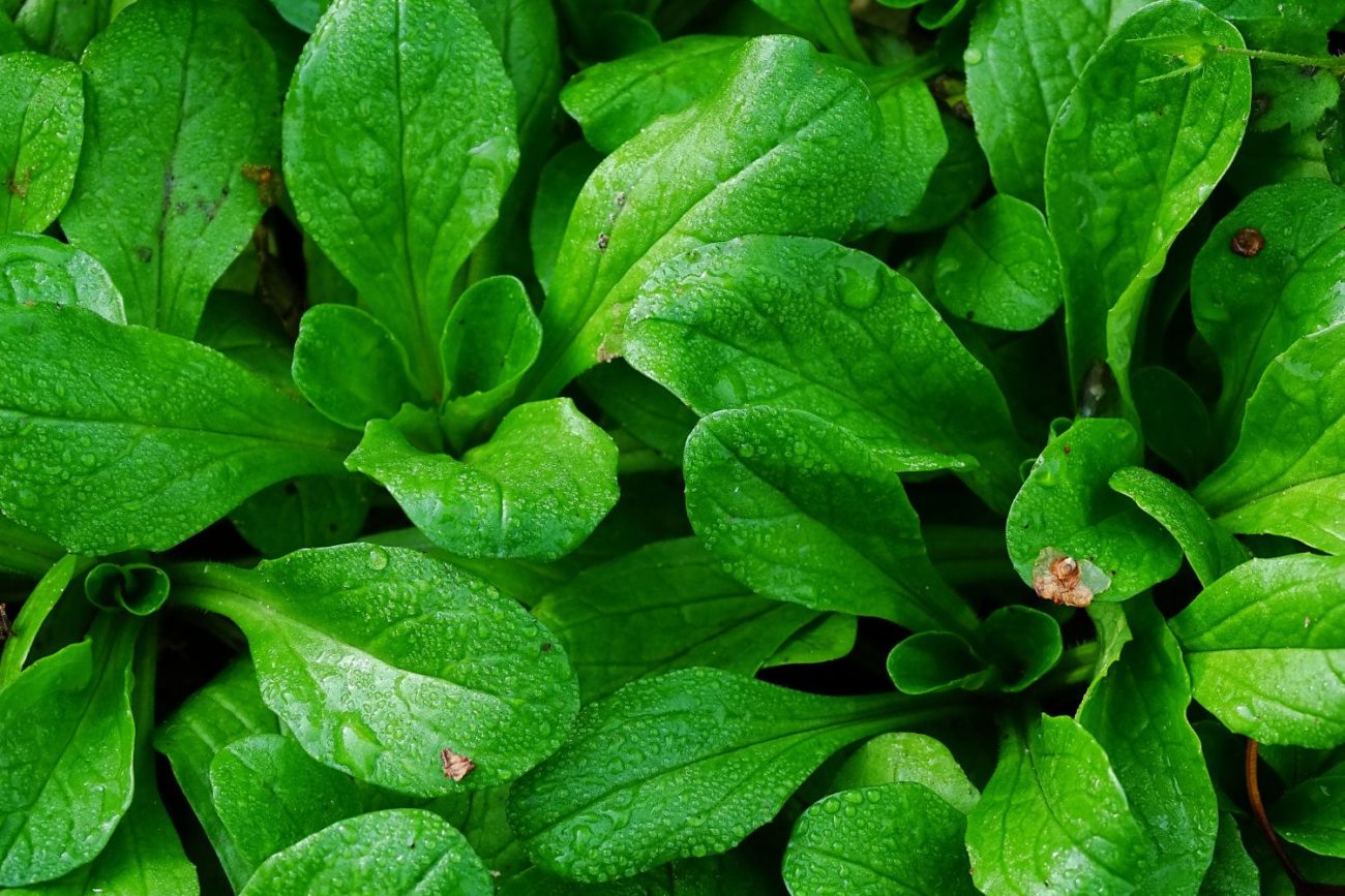 Mâche - Guide des Aliments de A à Z - France Minéraux