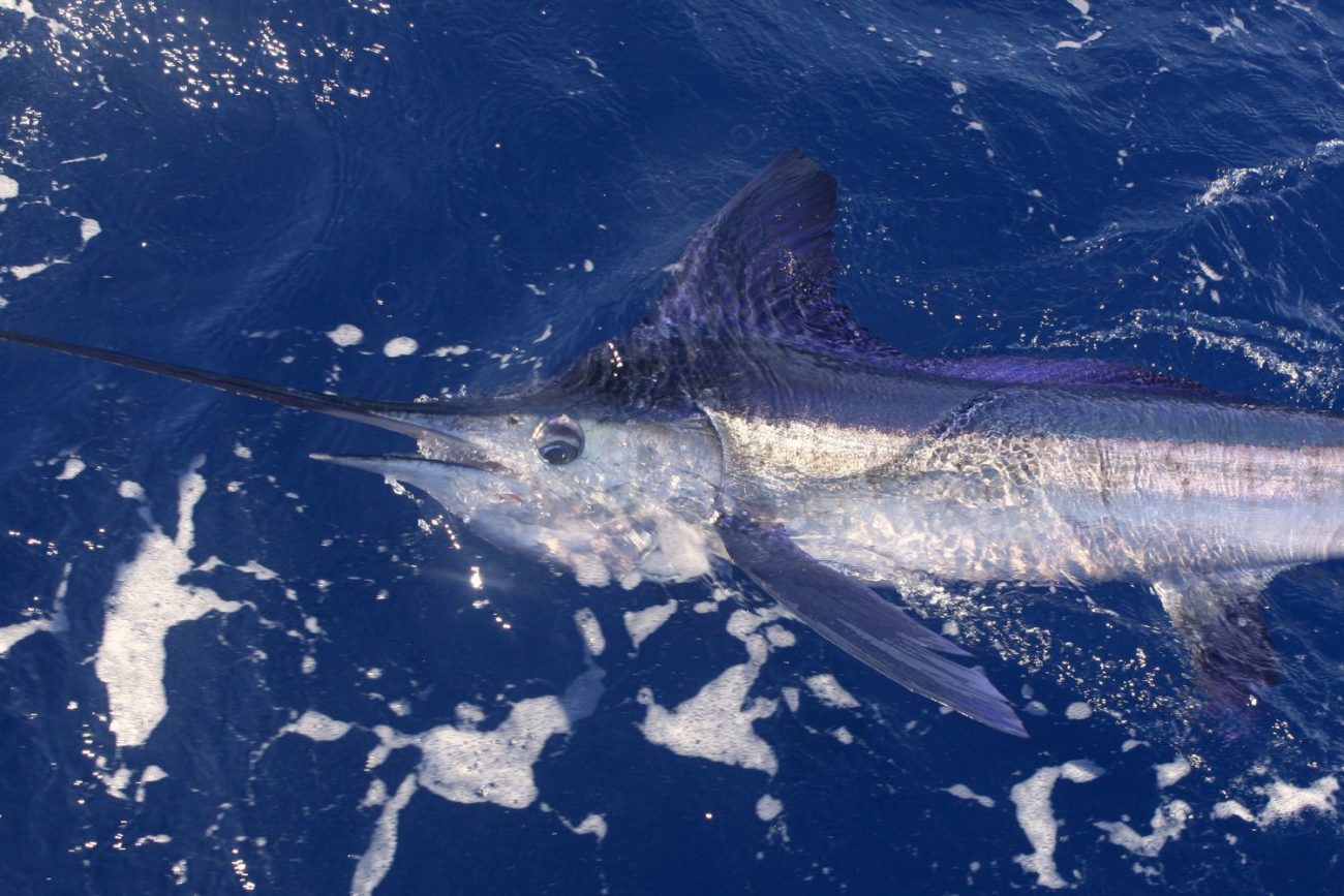 Merlan - Guide des Aliments de A à Z - France Minéraux