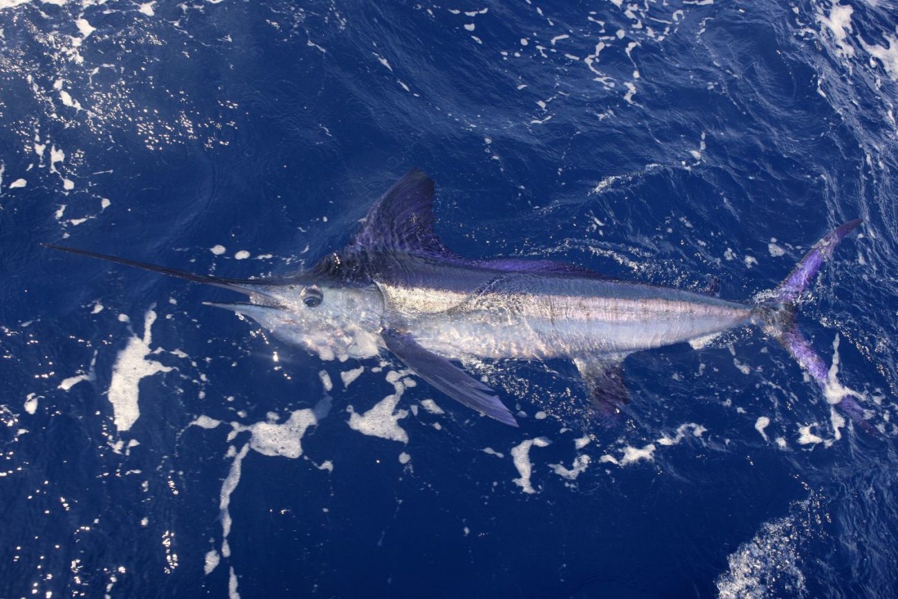 Merlan - Guide des Aliments de A à Z - France Minéraux