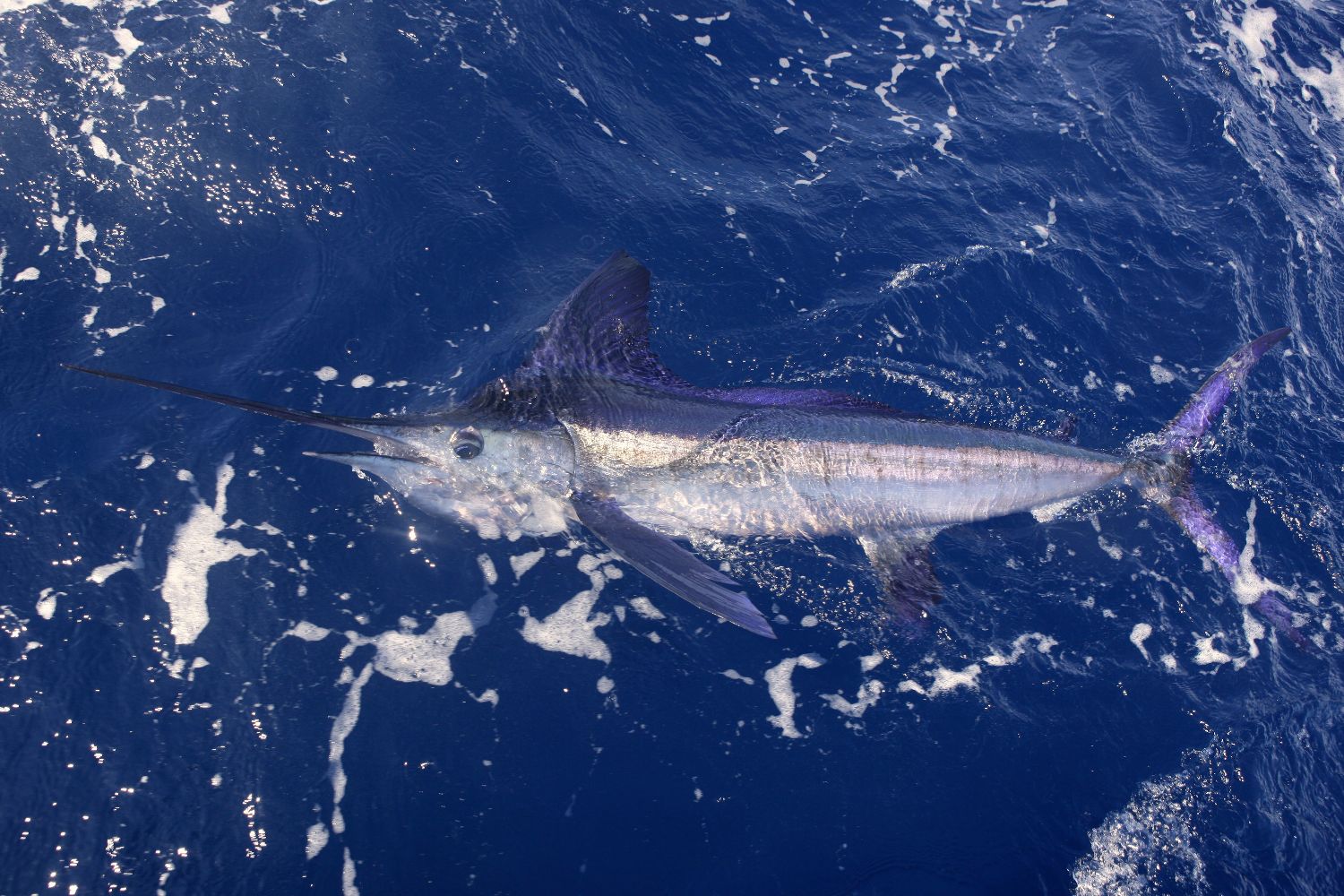 Merlan - Guide des Aliments de A à Z - France Minéraux