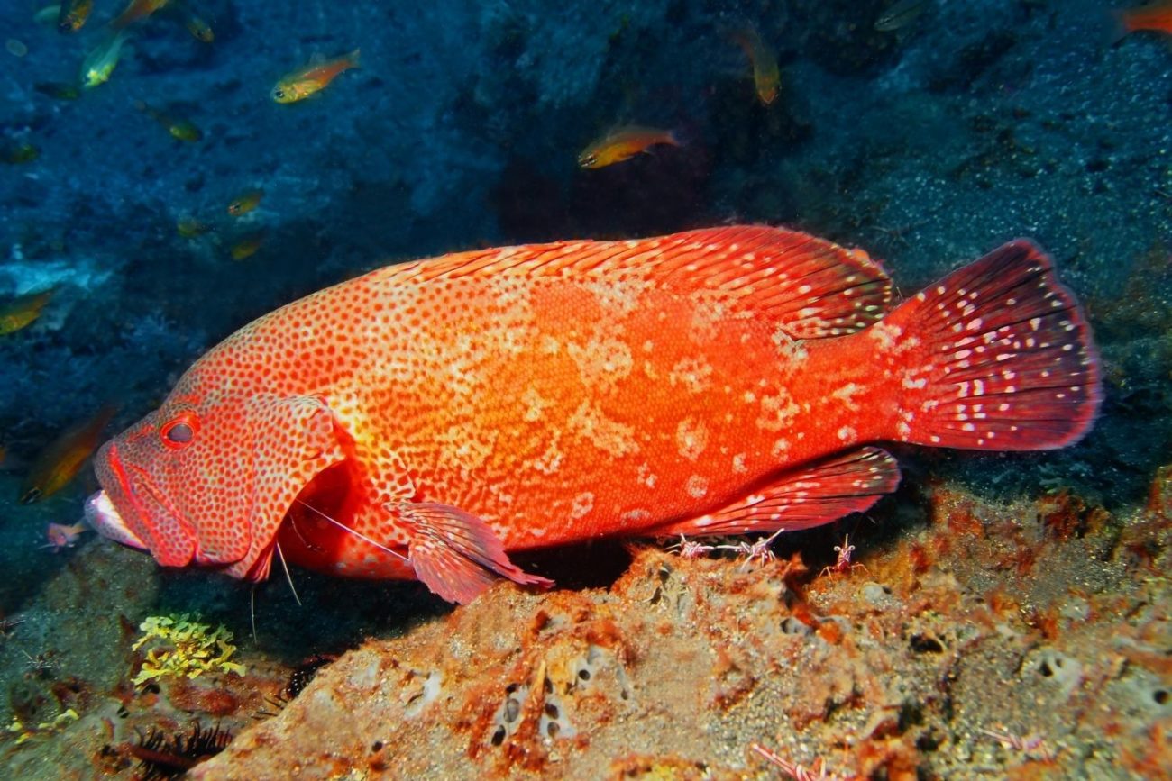 Le mérou - Guide des Aliments de A à Z - France Minéraux