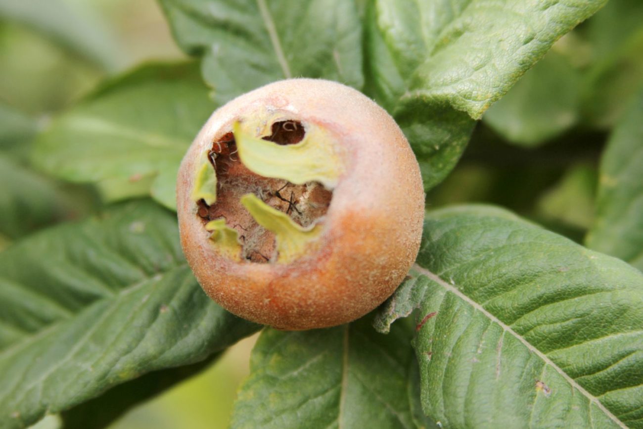 Nèfle - Guide des Aliments de A à Z - France Minéraux