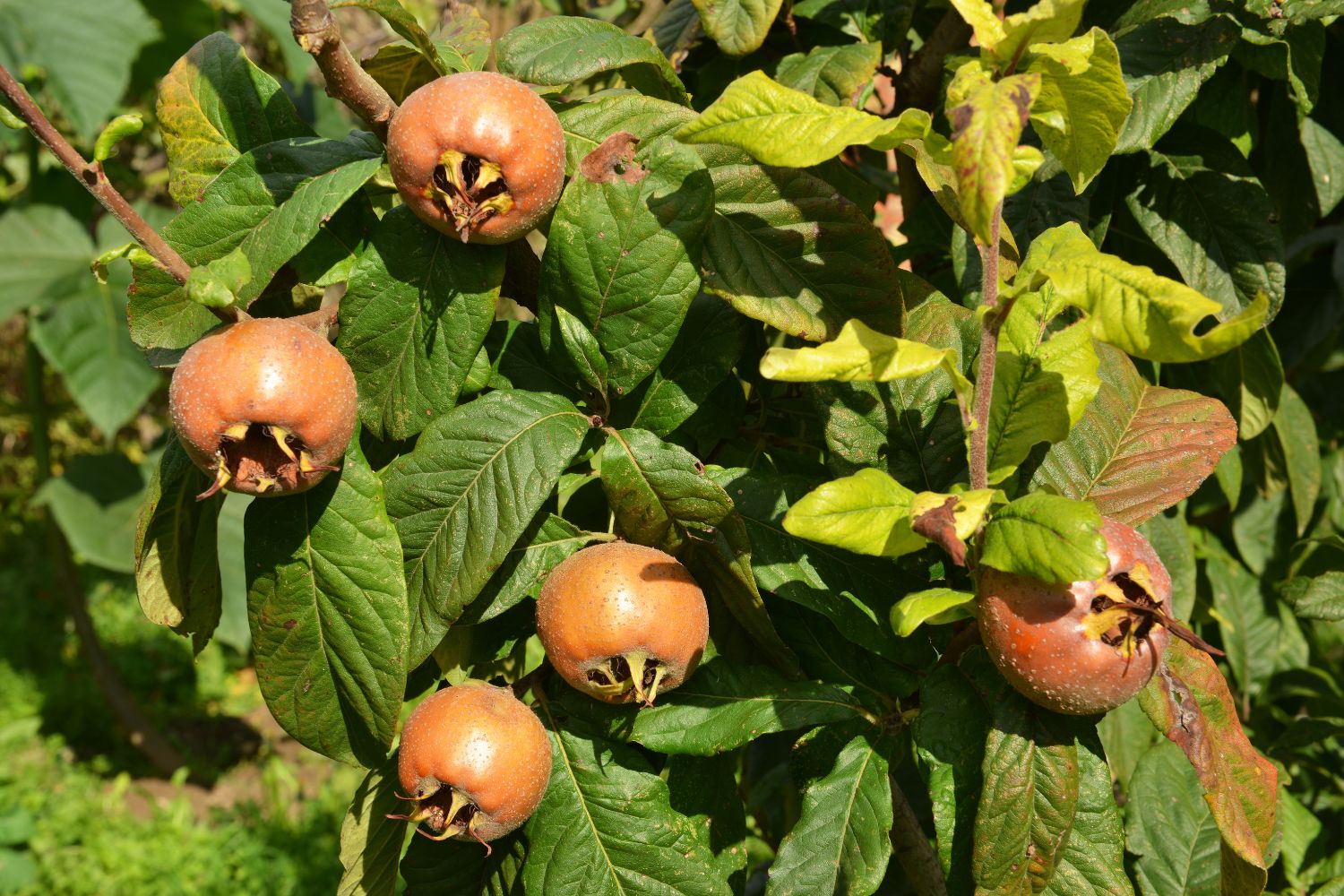 Nèfle - Guide des Aliments de A à Z - France Minéraux