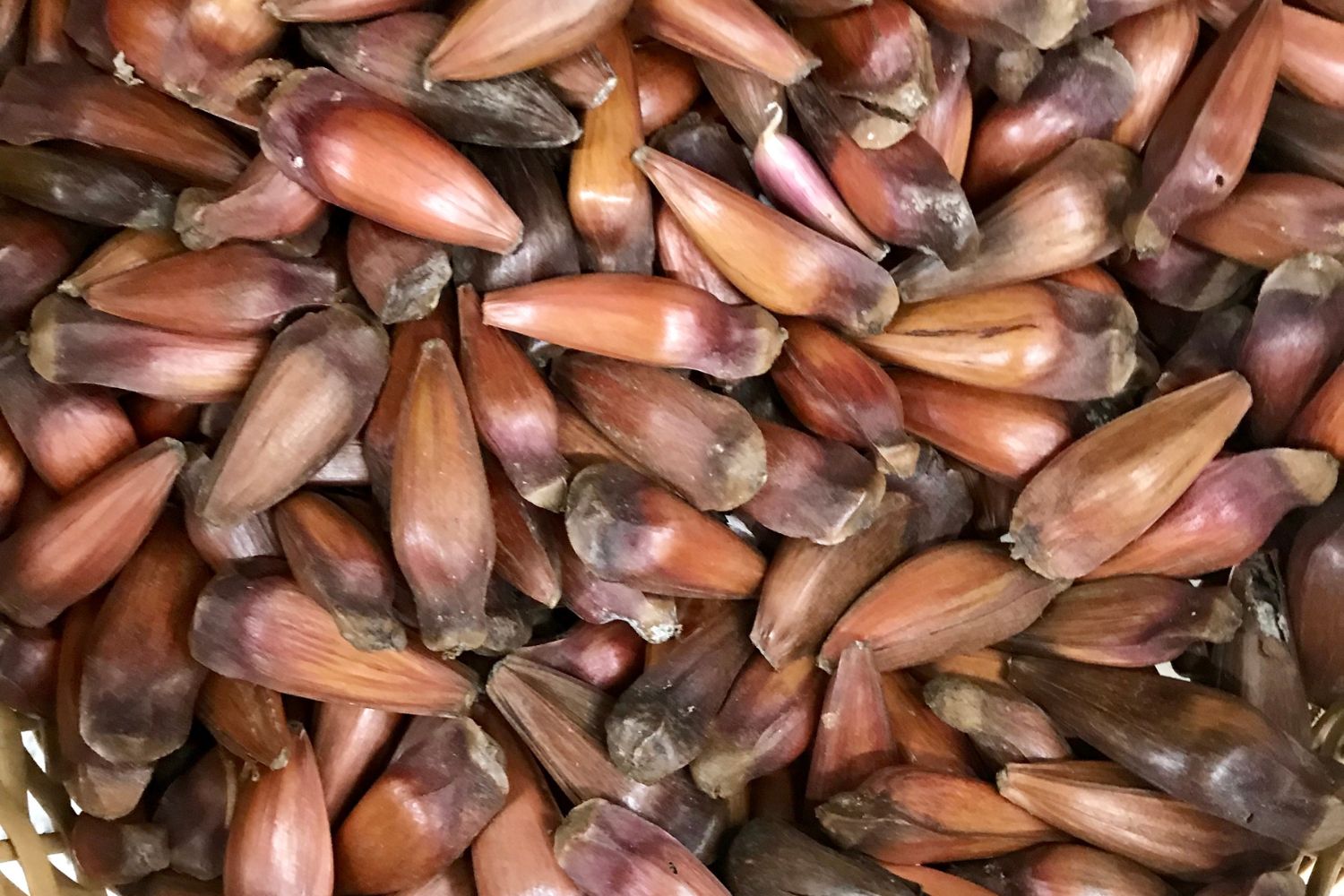 Pignon - Guide des Aliments de A à Z - France Minéraux