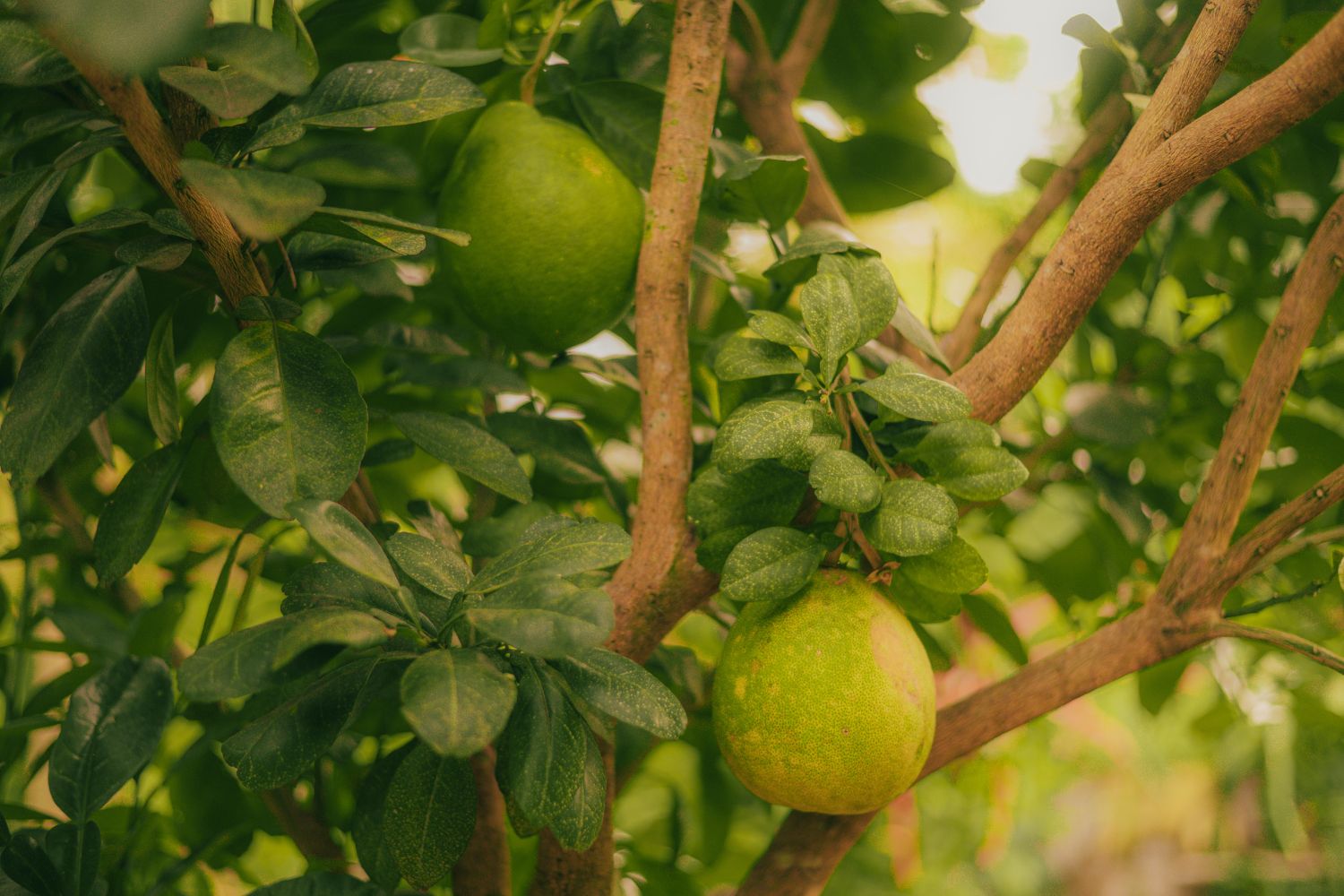 Pomélo - Guide des Aliments de A à Z - France Minéraux
