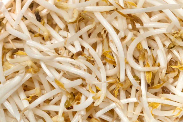 Pousse de soja - Guide des Aliments de A à Z - France Minéraux