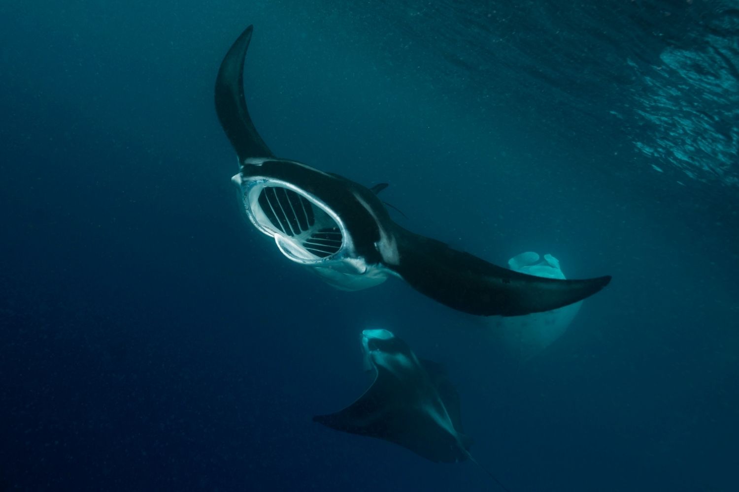 La raie - Guide des Aliments de A à Z - France Minéraux