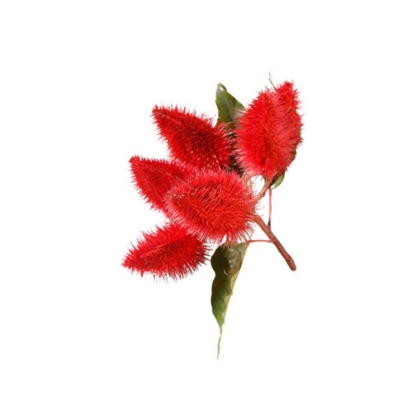 Roucou - Guide des Aliments de A à Z - France Minéraux