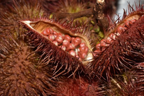 Roucou - Guide des Aliments de A à Z - France Minéraux