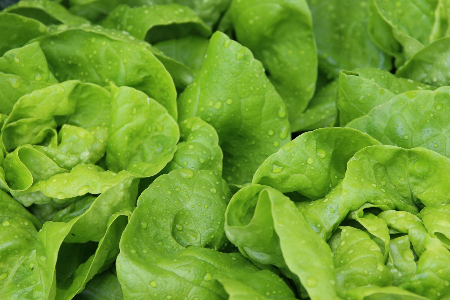 Salade verte - Guide des Aliments de A à Z - France Minéraux