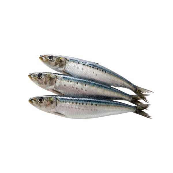 Sardine - Guide des Aliments de A à Z - France Minéraux