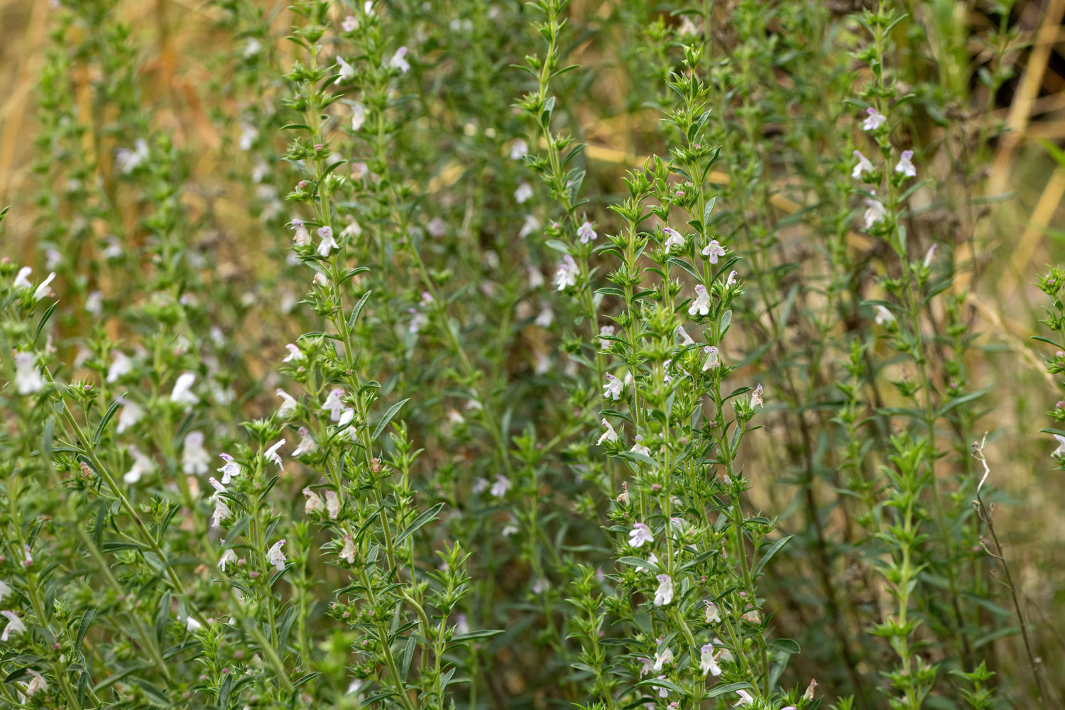 Sarriette - Guide des Aliments de A à Z - France Minéraux