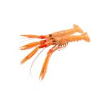 Scampi - Guide des Aliments de A à Z - France Minéraux