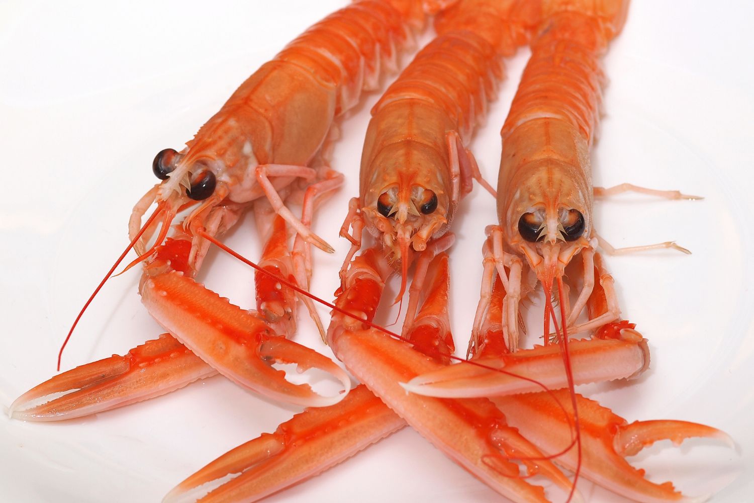 Scampi - Guide des Aliments de A à Z - France Minéraux