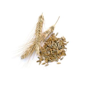 Seigle - Guide des Aliments de A à Z - France Minéraux