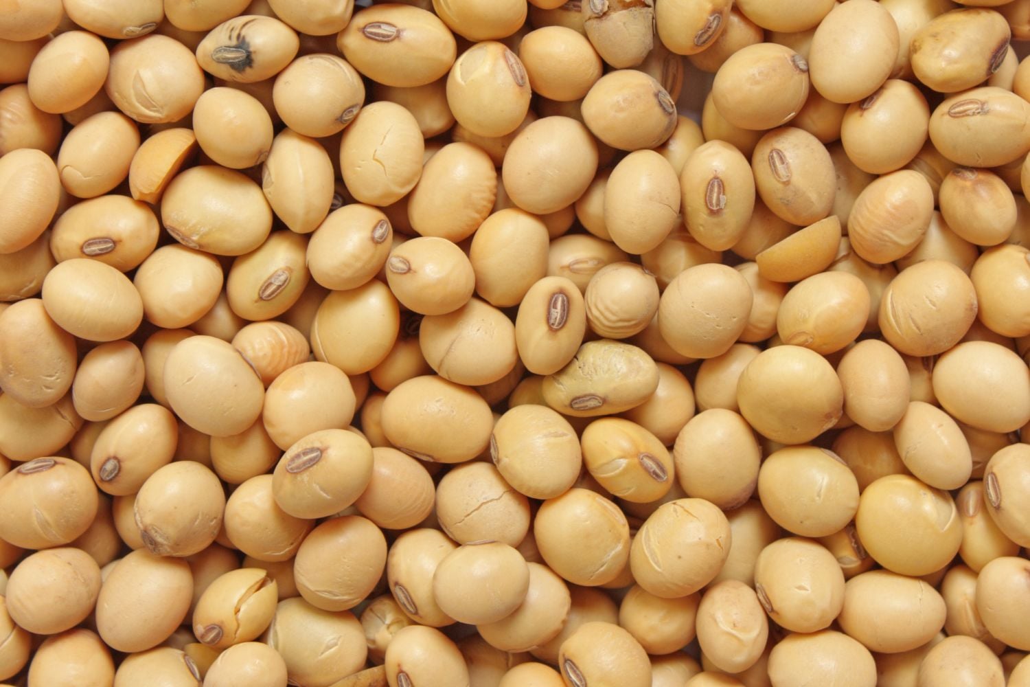 Soja - Guide des Aliments de A à Z - France Minéraux