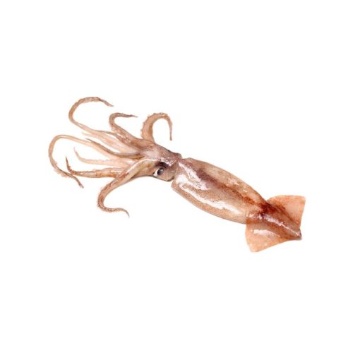 Calmar - Guide des Aliments de A à Z - France Minéraux