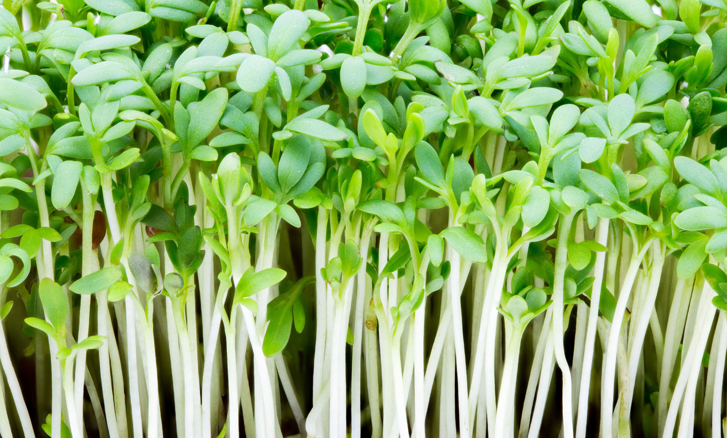 Cresson - Guide des Aliments de A à Z - France Minéraux