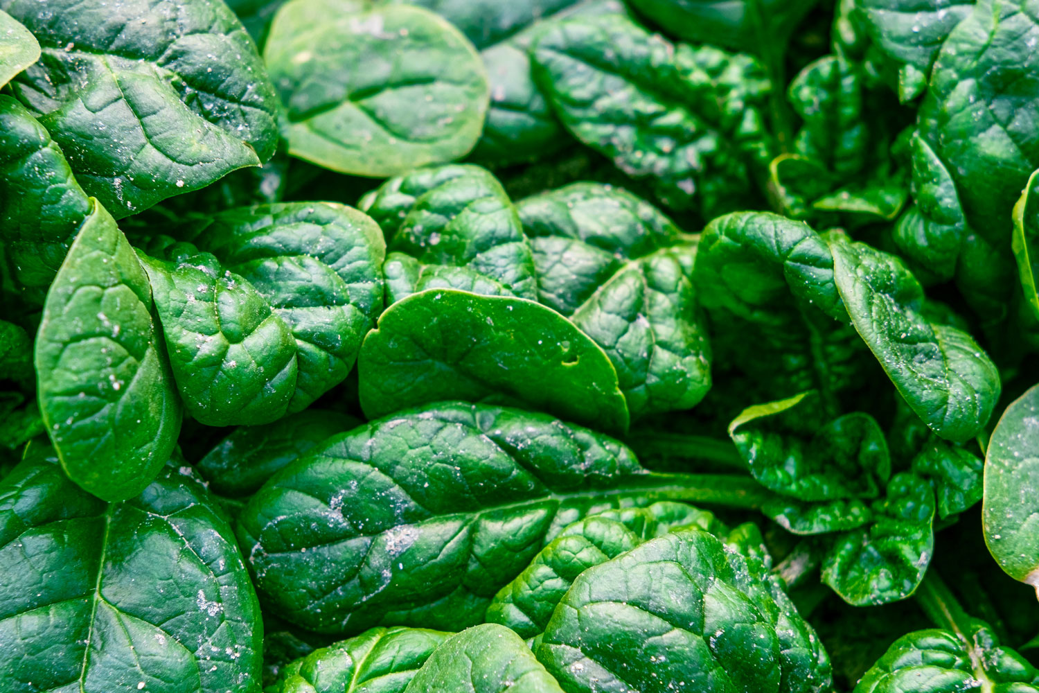 Épinard - Guide des Aliments de A à Z - France Minéraux