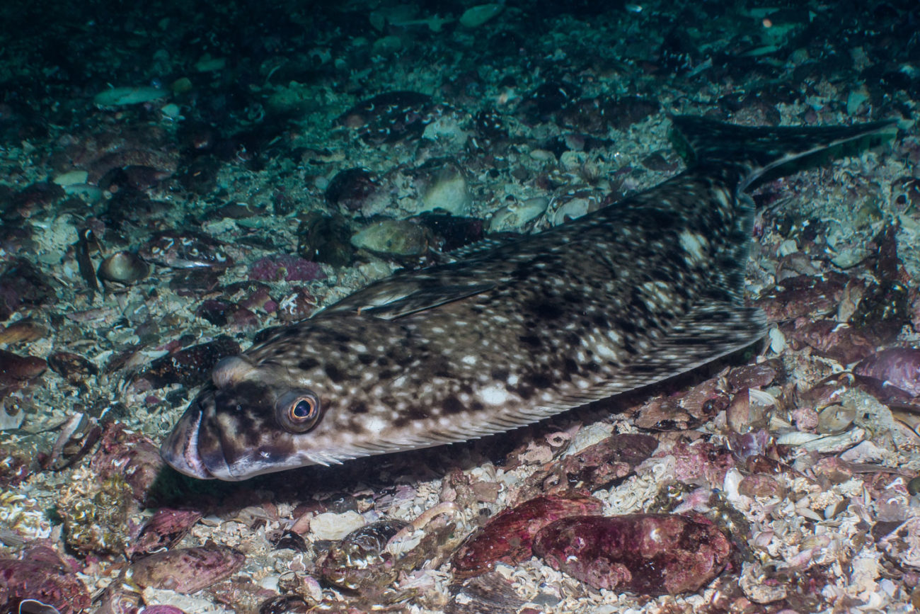 Flétan - Guide des Aliments de A à Z - France Minéraux