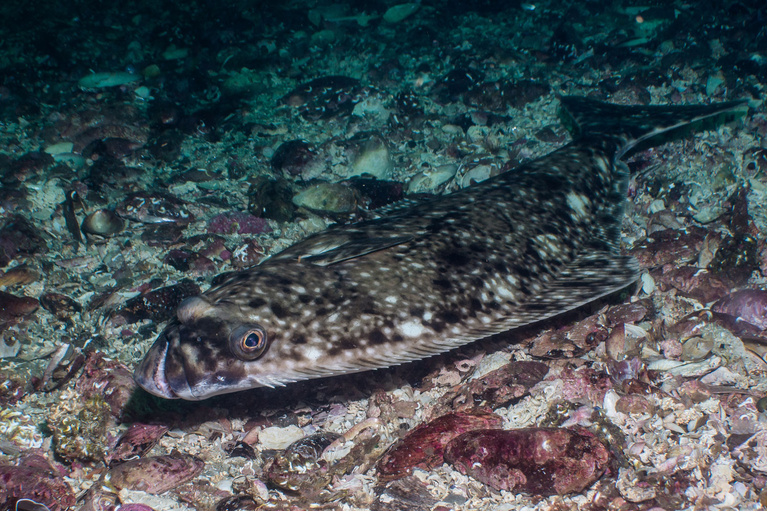 Flétan - Guide des Aliments de A à Z - France Minéraux
