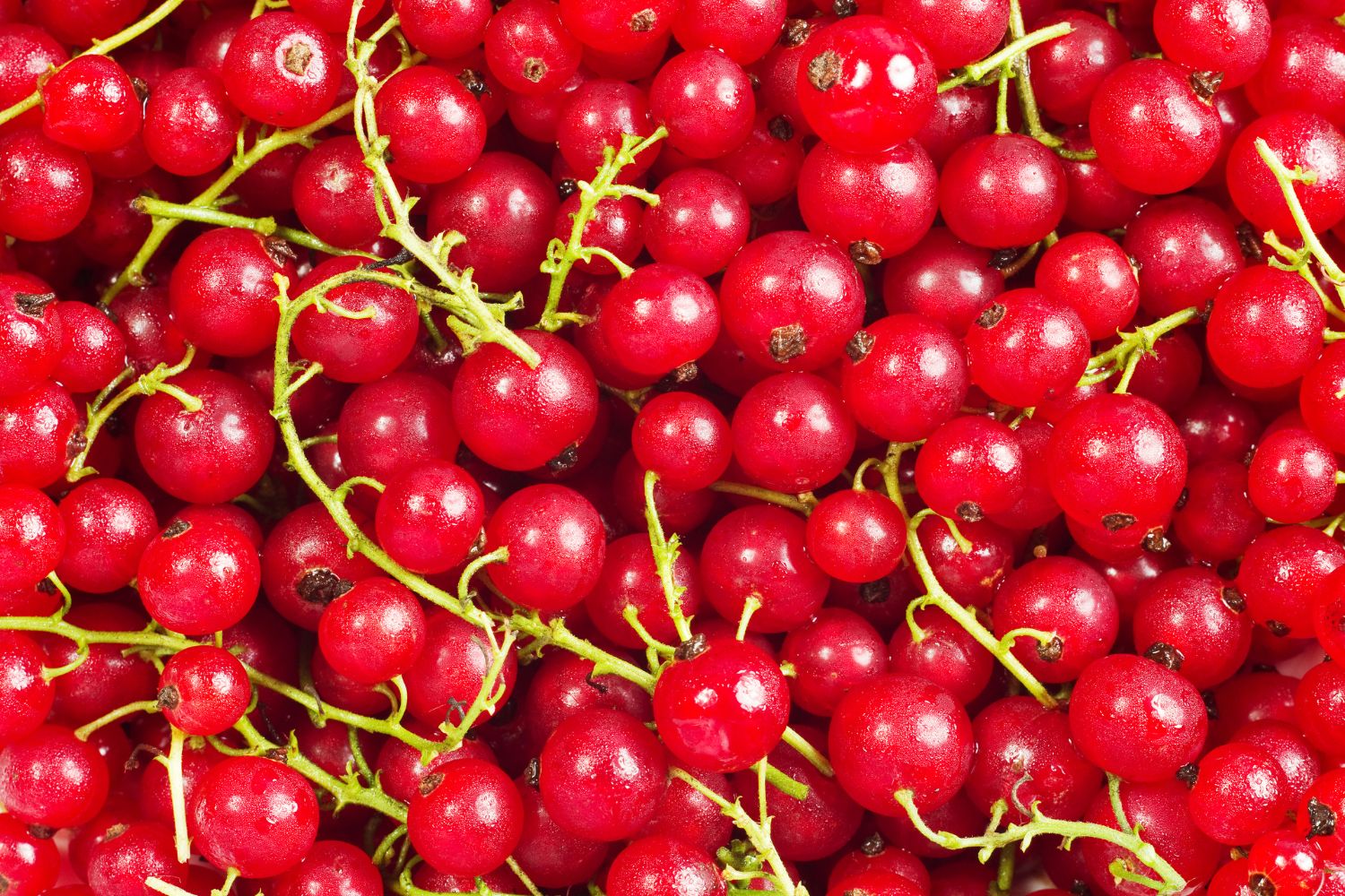 Groseille - Guide des Aliments de A à Z - France Minéraux