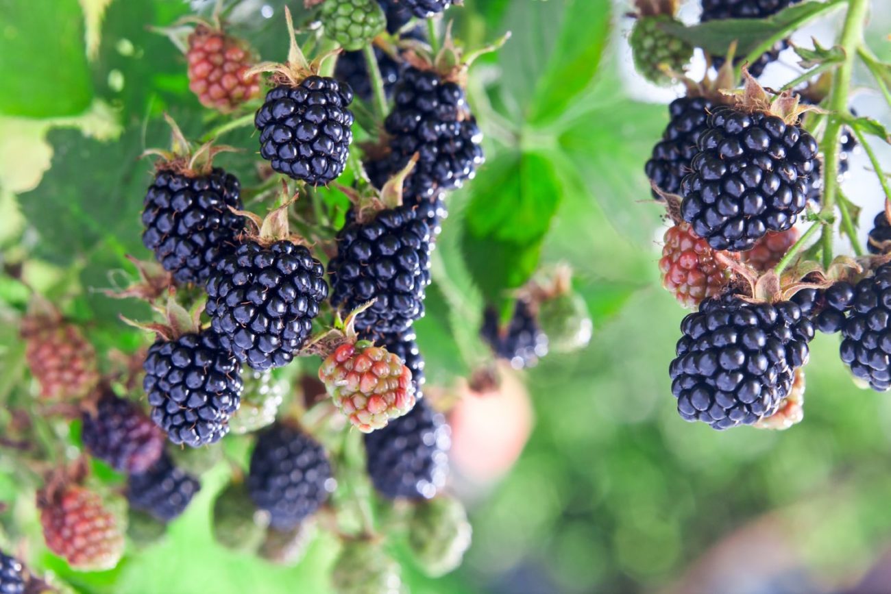 Mûre - Guide des Aliments de A à Z - France Minéraux