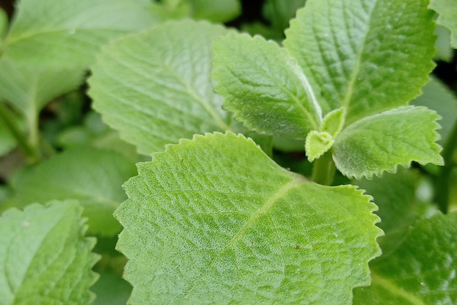 Origan - Guide des Aliments de A à Z - France Minéraux