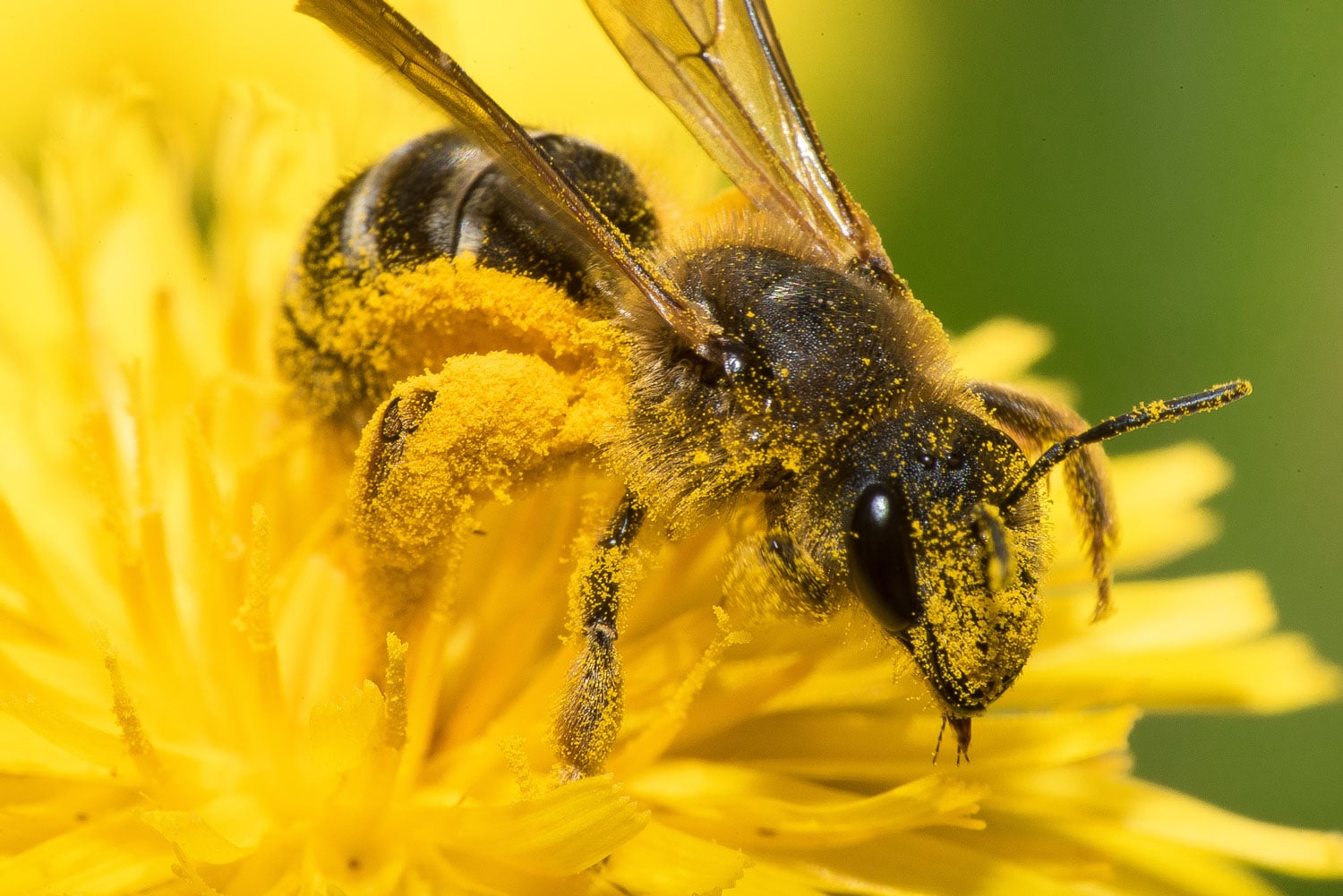 Bienfaits du Pollen d'Abeille - Apithérapie - France Minéraux