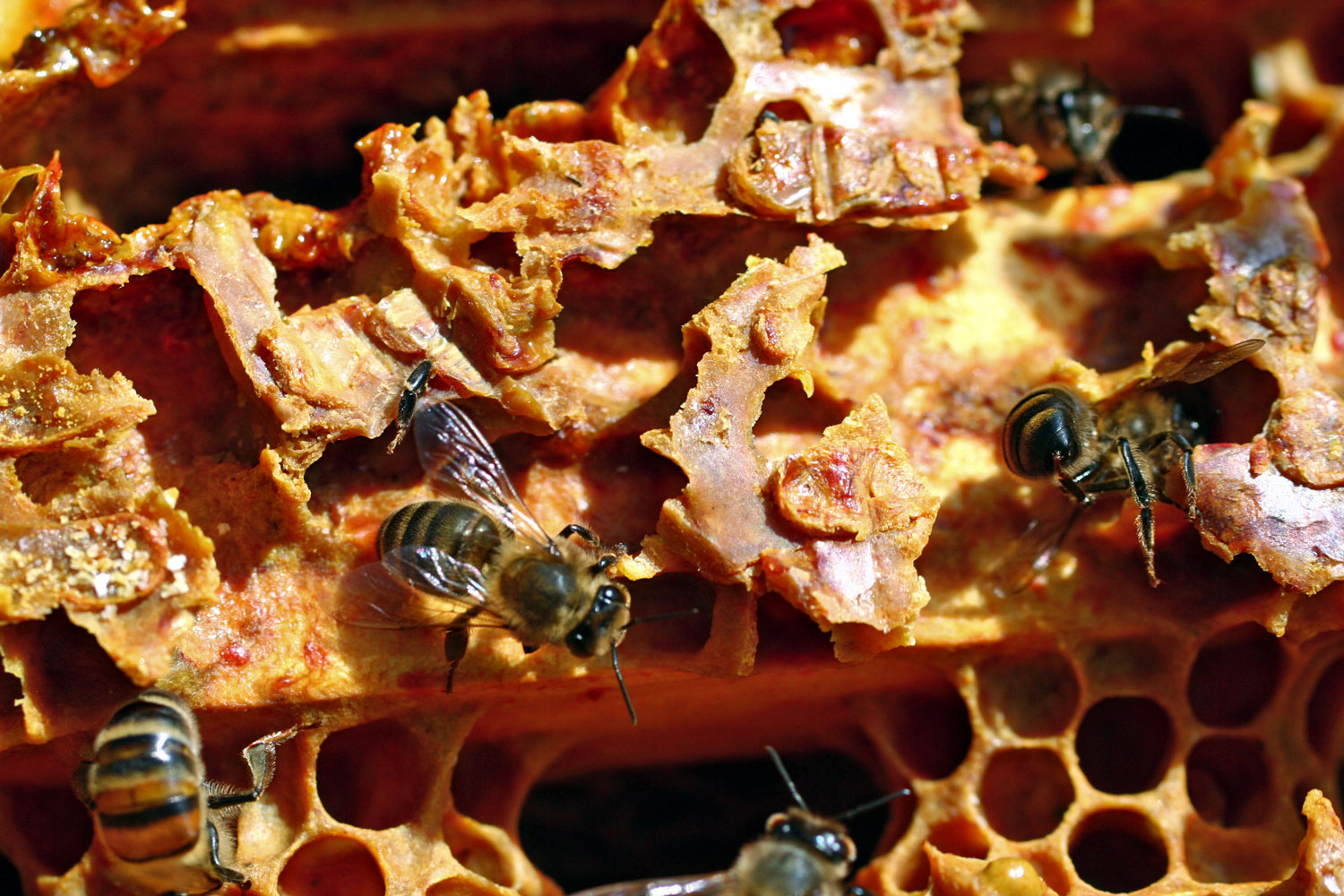 Bienfaits de la Propolis - Apithérapie - France Minéraux