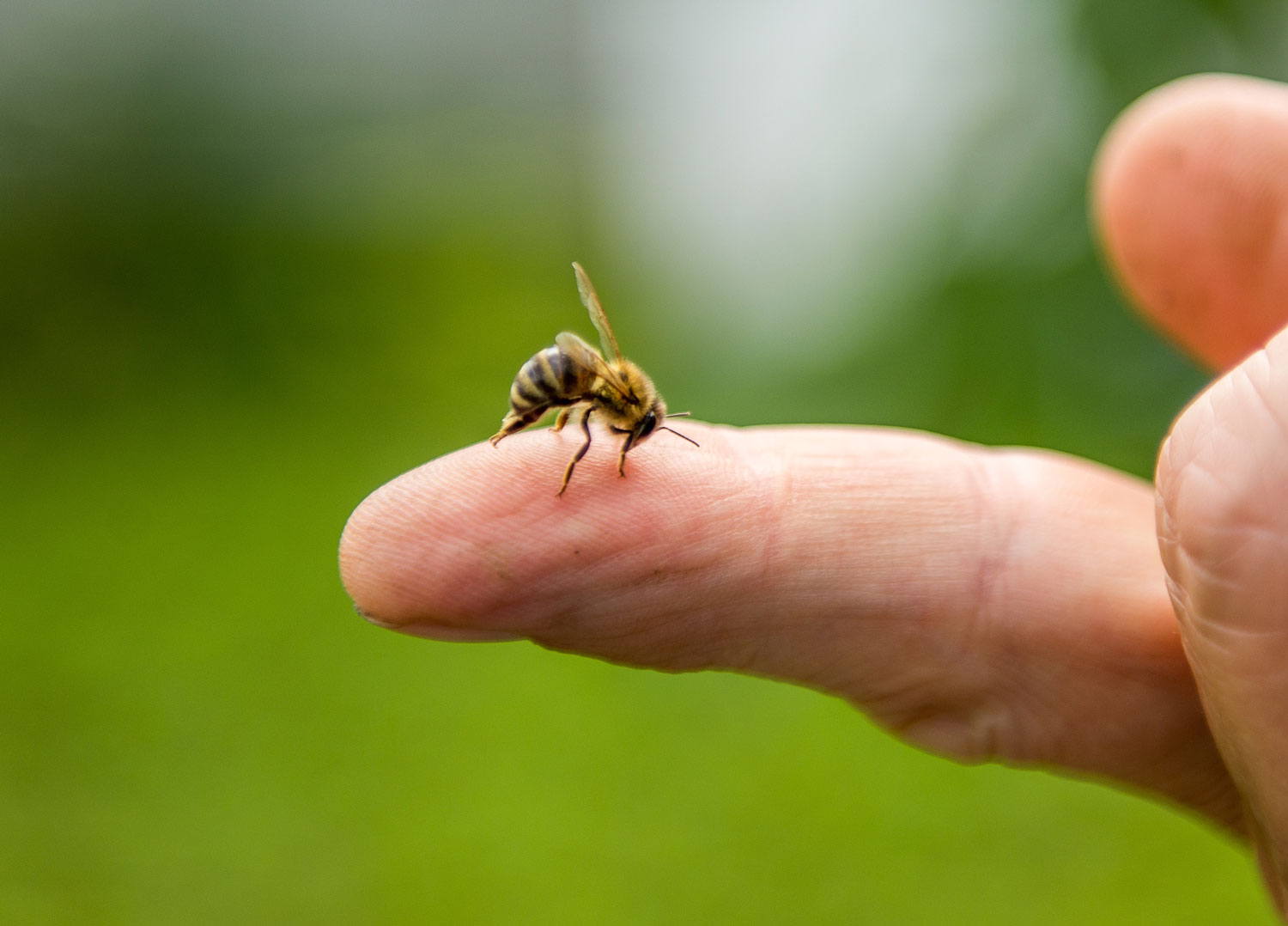 Bienfaits du Venin d'Abeille - Apithérapie - France Minéraux