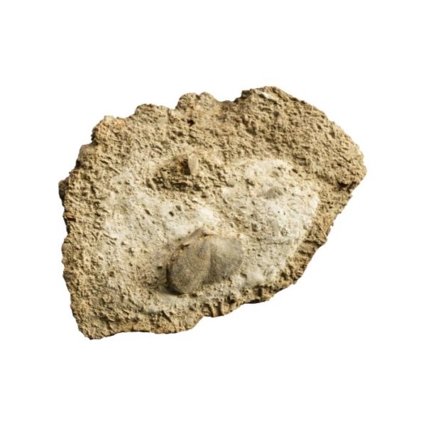 Pierre Cardite - Vertus des pierres - Lithothérapie - France Minéraux