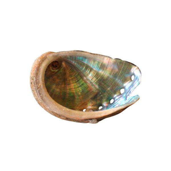 Pierre Nacre Abalone - Vertus des pierres - Lithothérapie - France Minéraux